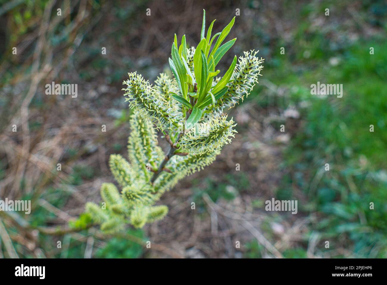 Osier basket hi-res stock photography and images - Alamy