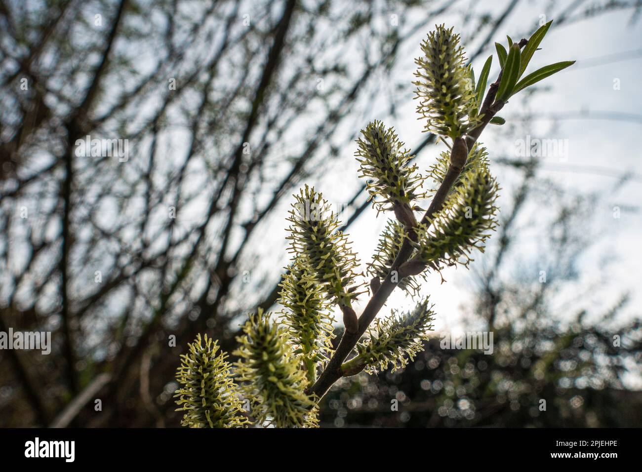 Osier basket hi-res stock photography and images - Alamy