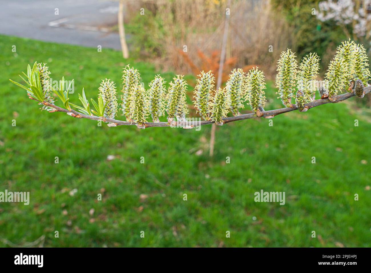 Osier basket hi-res stock photography and images - Alamy