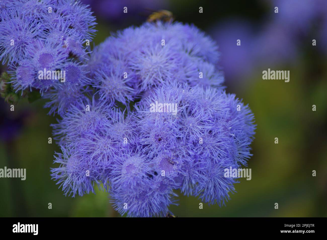 wonderful blue bloom in the garden Stock Photo - Alamy