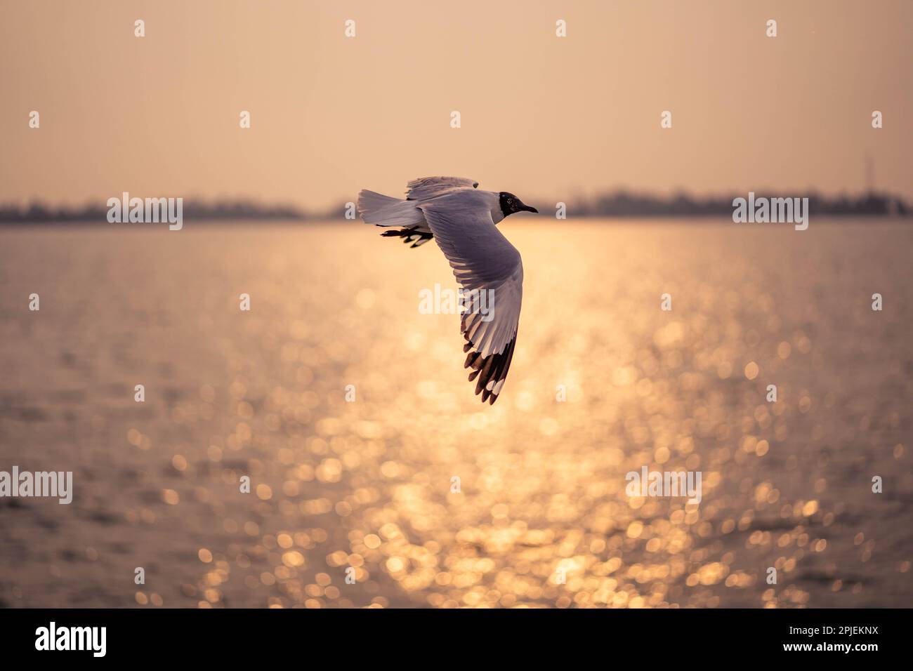 sea gull flying on the river Stock Photo - Alamy