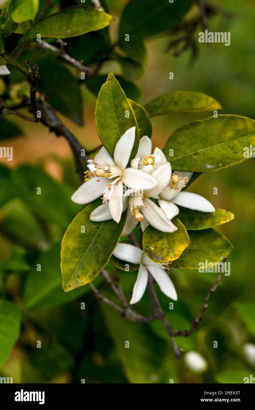 Cultivated blooming citrus trees with big white flowers close up in an ...