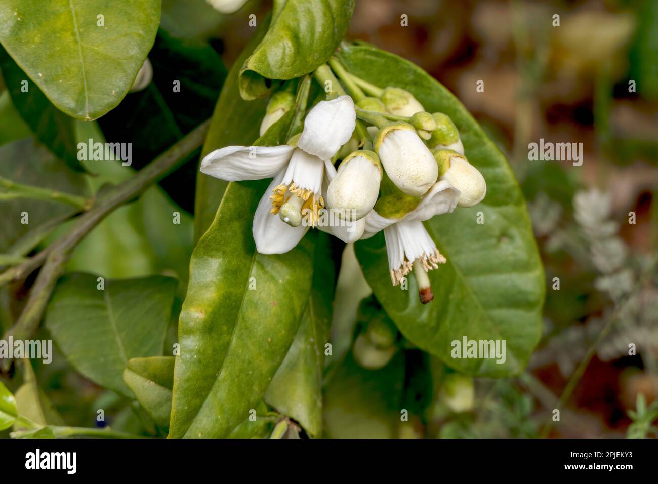 Cultivated blooming citrus trees with big white flowers close up in an ...