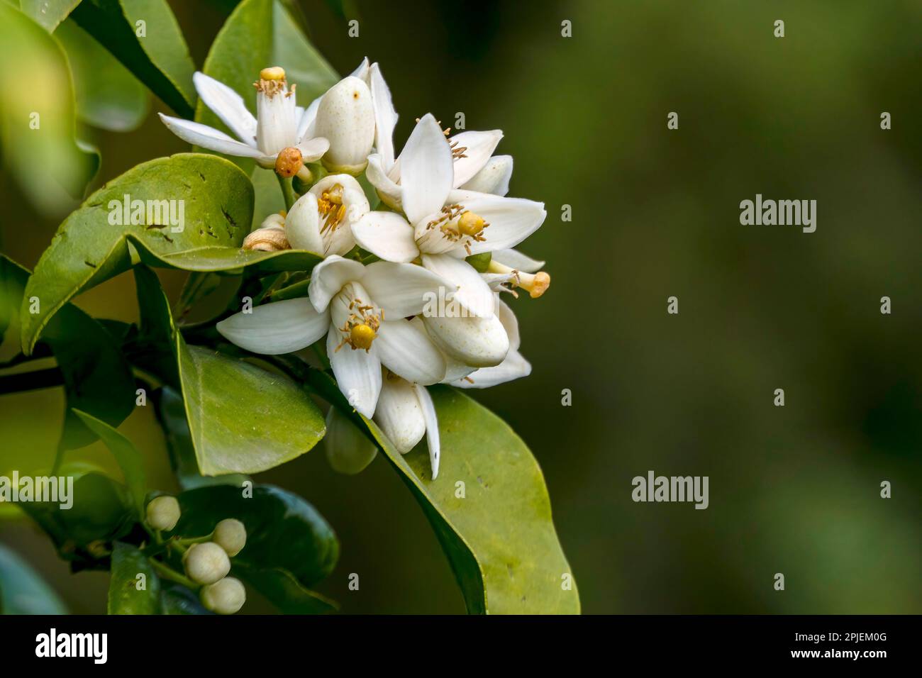 Cultivated blooming citrus trees with big white flowers close up in an ...