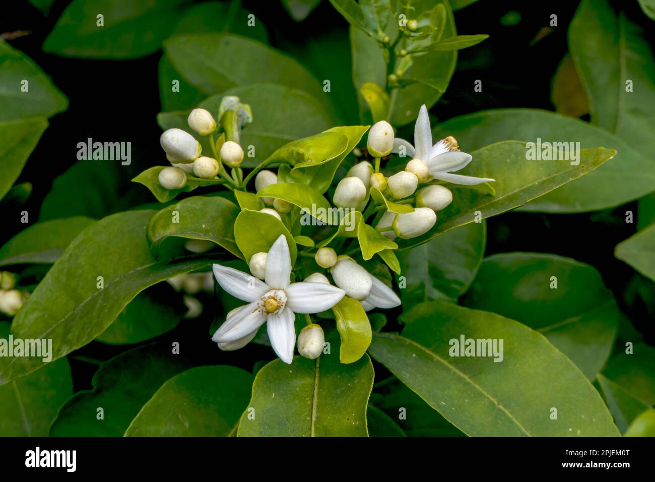 Cultivated blooming citrus trees with big white flowers close up in an orchard. Israel Stock ...