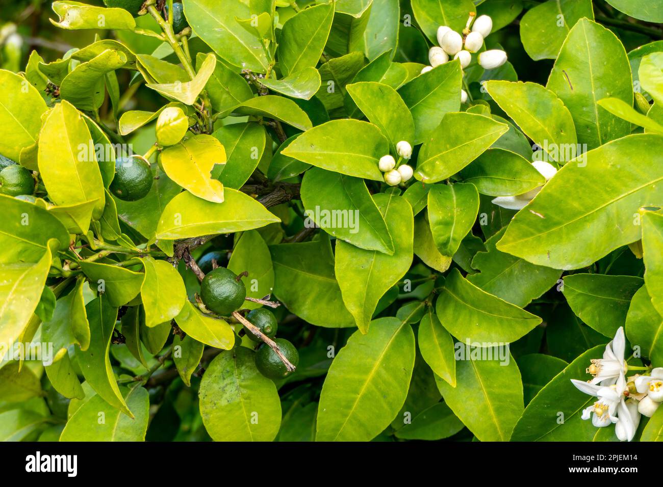 Cultivated blooming citrus trees with big white flowers close up in an ...