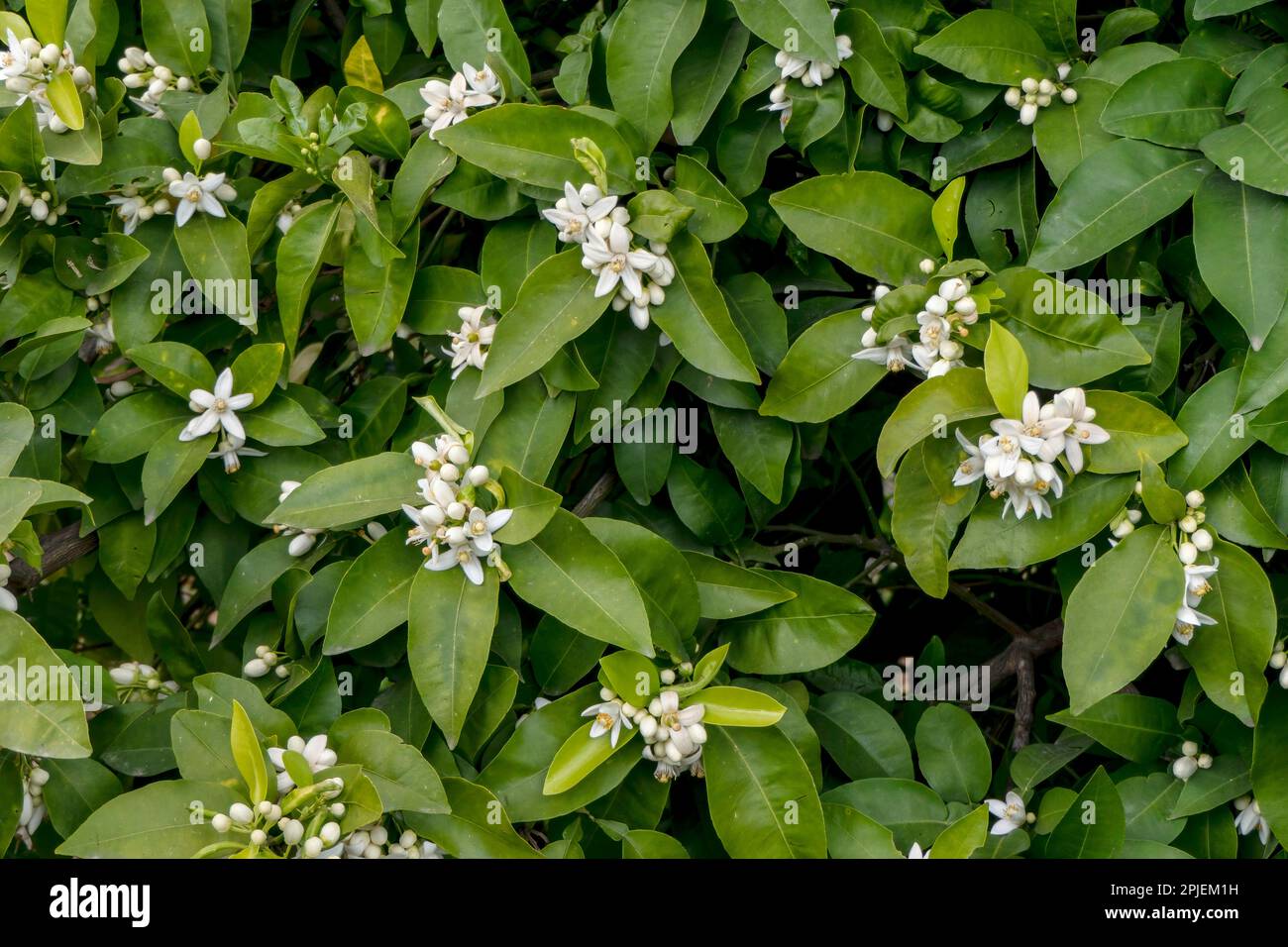 Cultivated blooming citrus trees with big white flowers close up in an ...