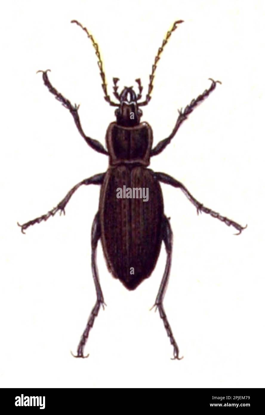 Carabus granulatus hi-res stock photography and images - Alamy