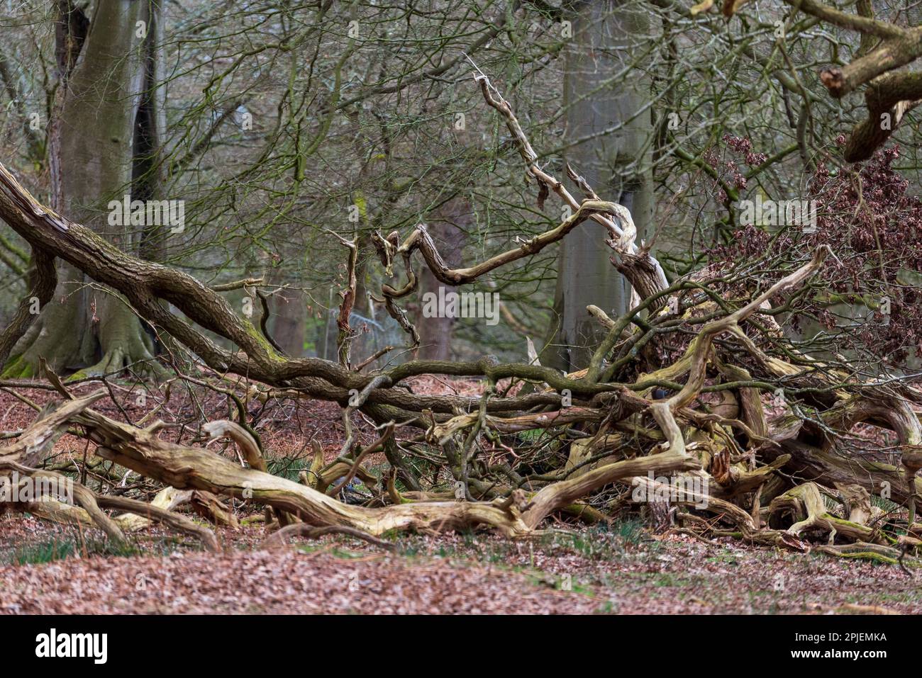Fallen dead decaying trees form artistic shapes on the forest floor in ...