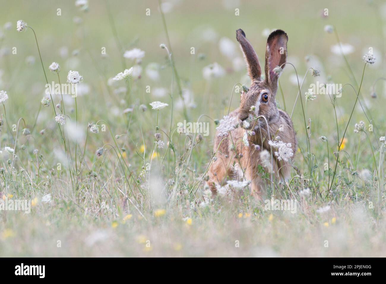An european hare smelling some flowers Stock Photo - Alamy