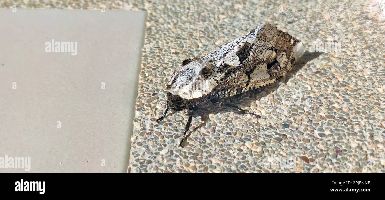 Closeup of giant carpenterworm moth on gravel-wash floor Stock Photo ...