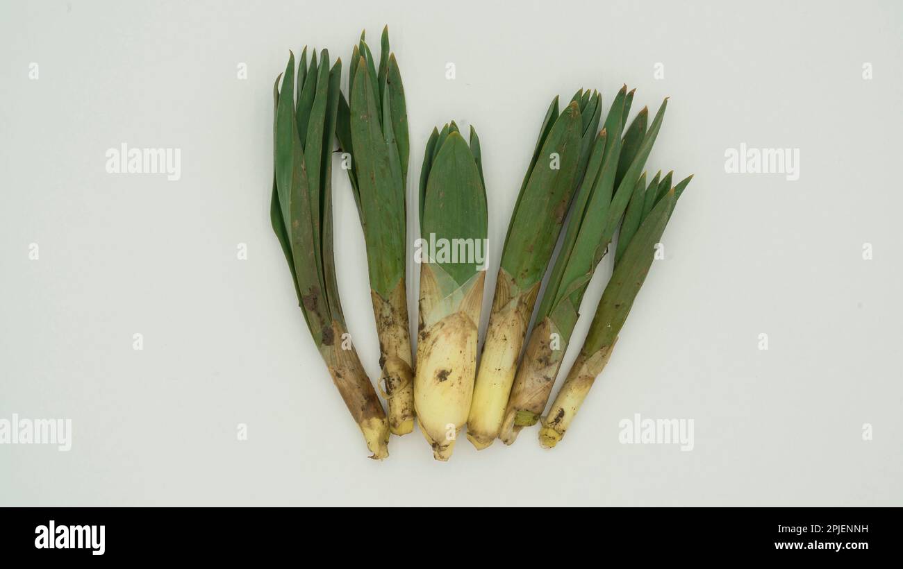 The edible local herbs called ciris or kirkis or Asphodelus. It is a ...