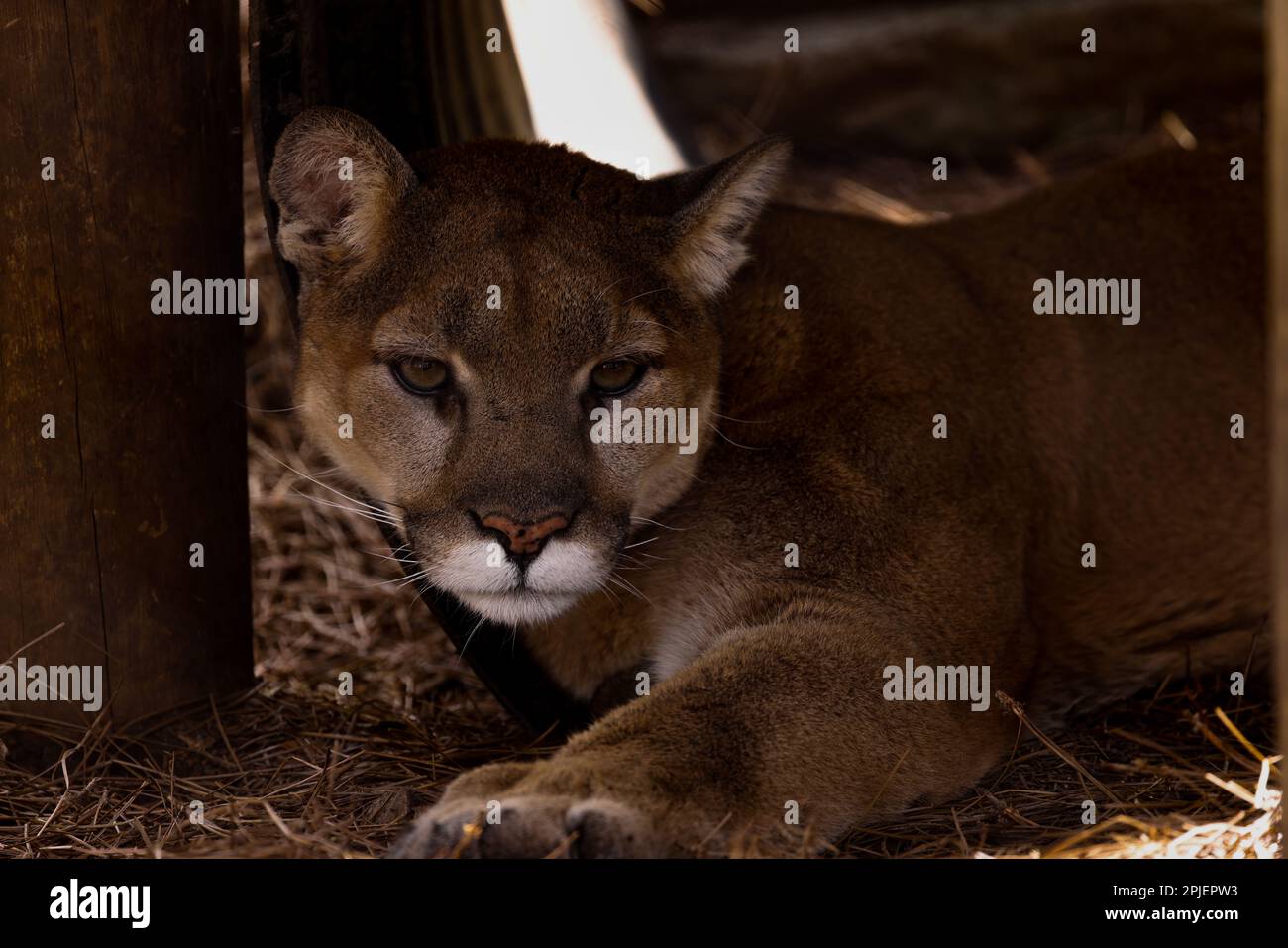 Closeup of a regal brown panther resting on a bed of golden hay, with a ...