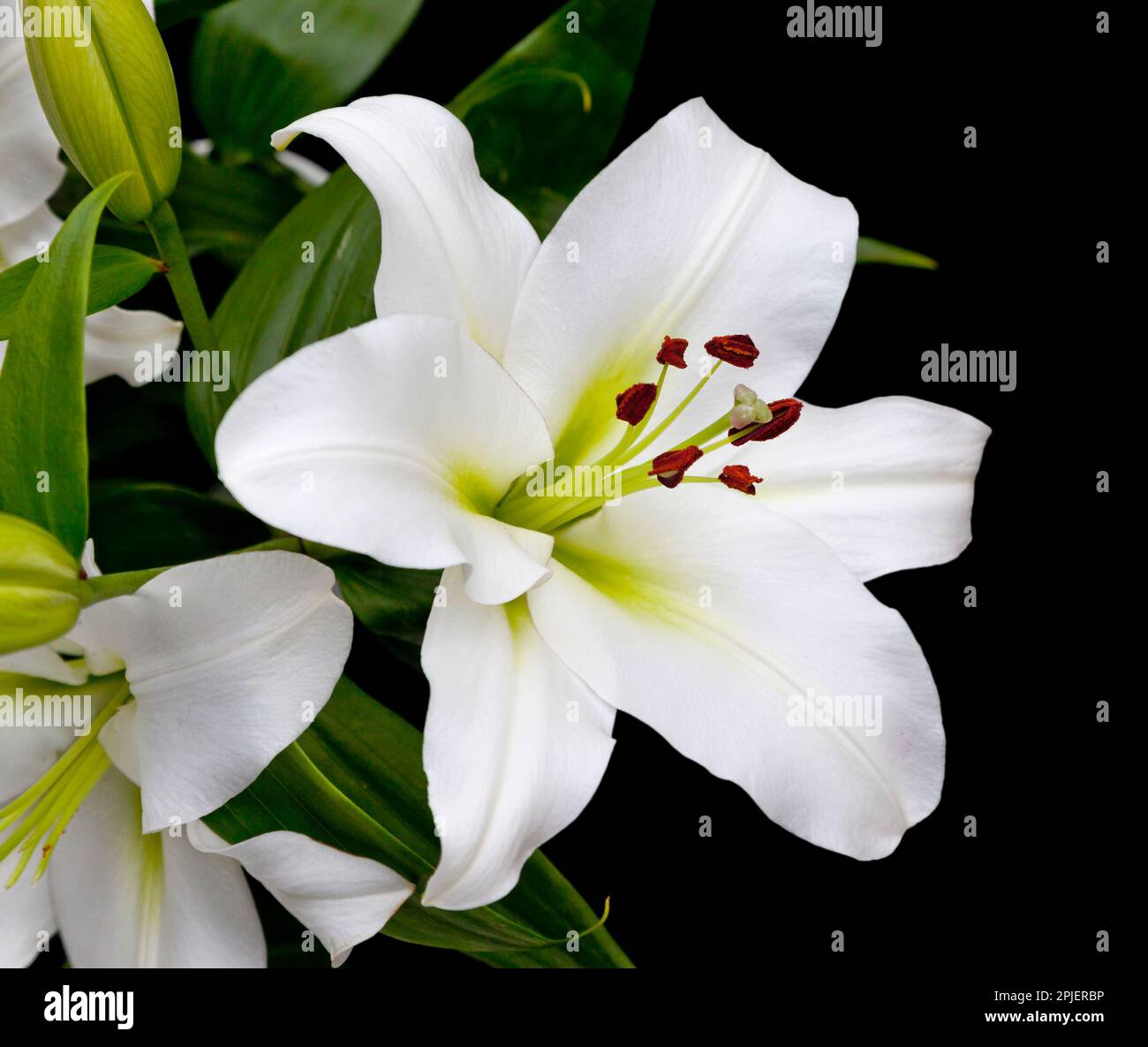 White lily flowers Stock Photo - Alamy
