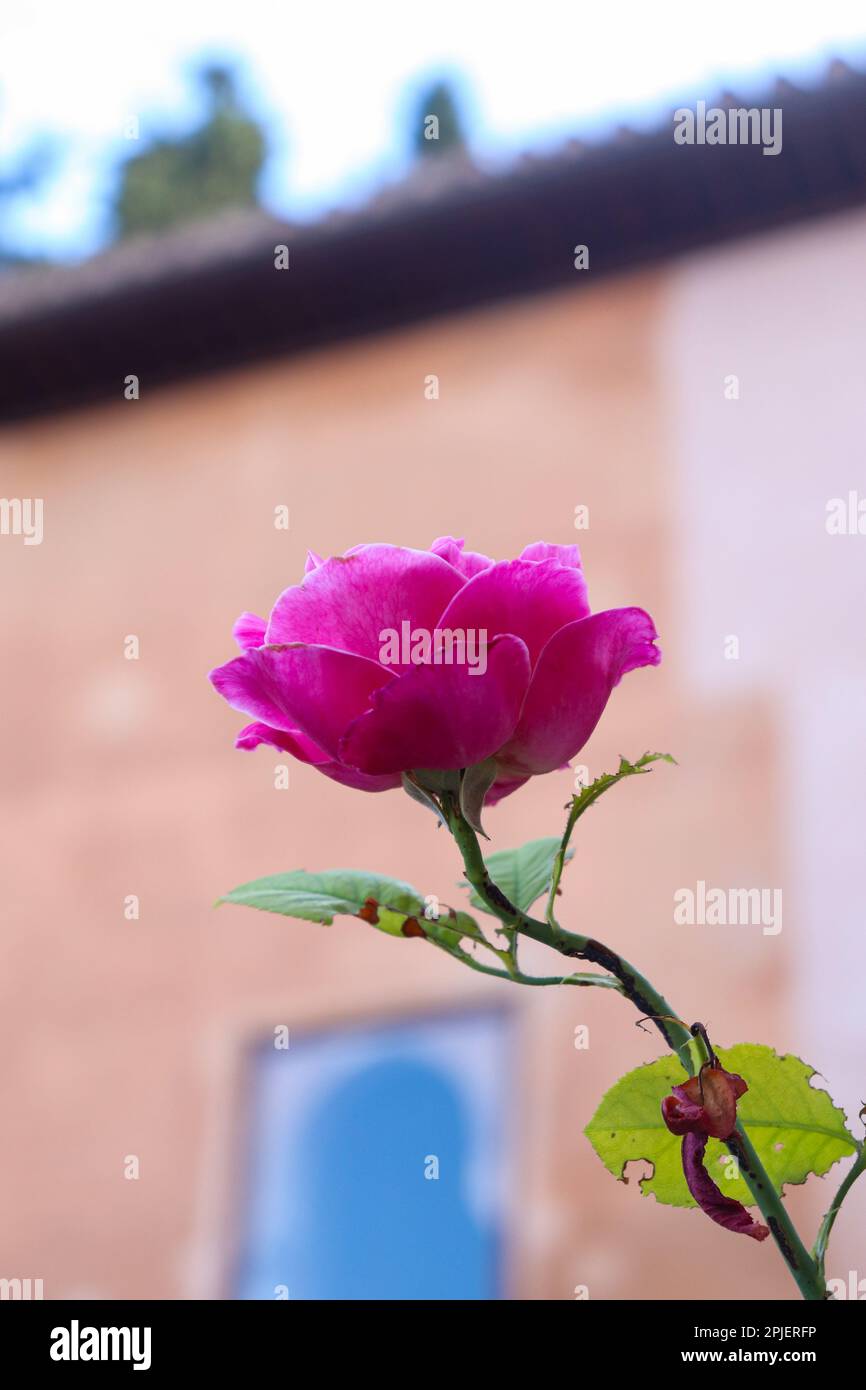 Close Up Picture of Pink Rose with Long Stem Stock Photo - Alamy