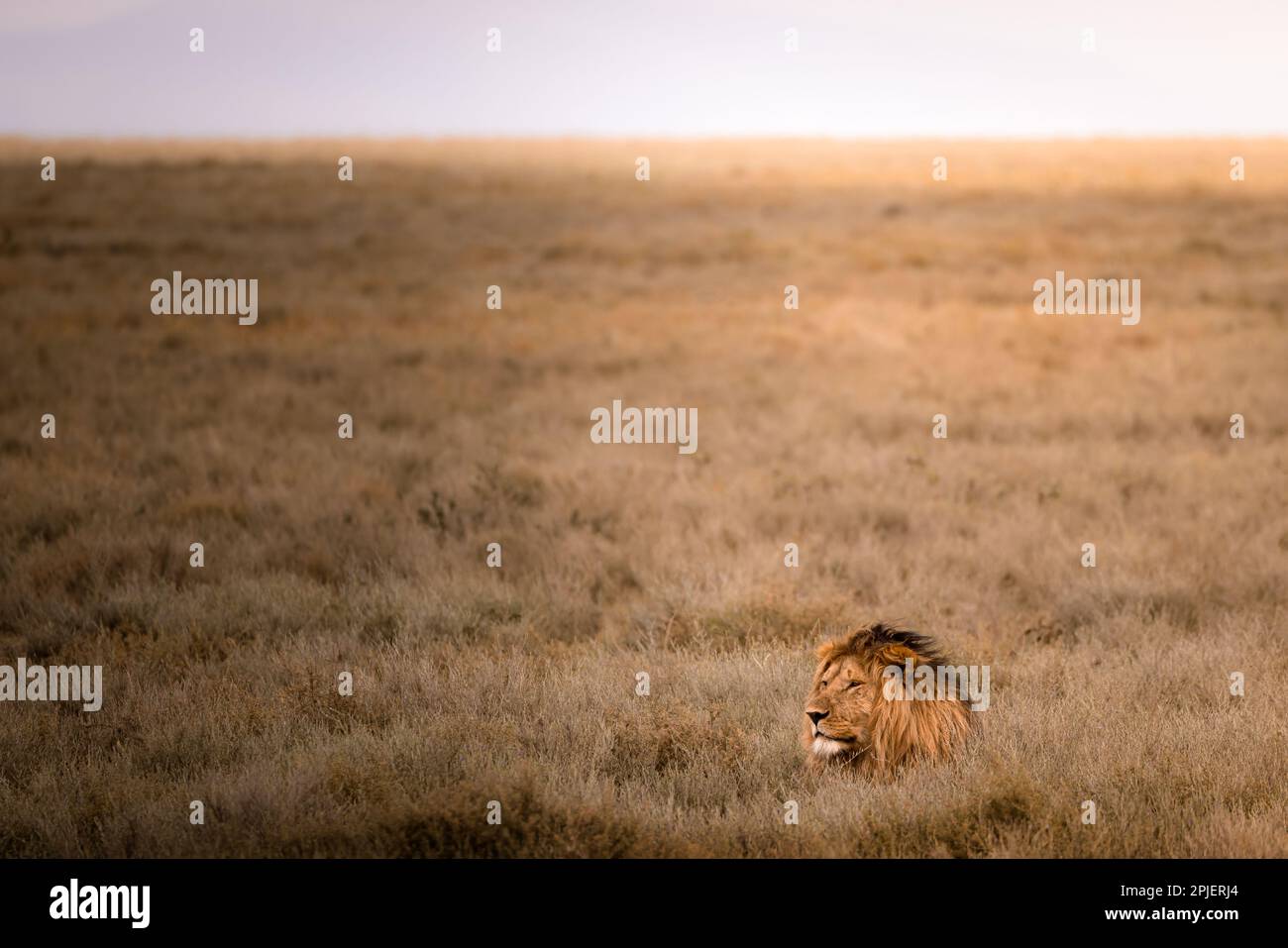 Wild majestic male lion with big mane, simba, in the savannah in the ...