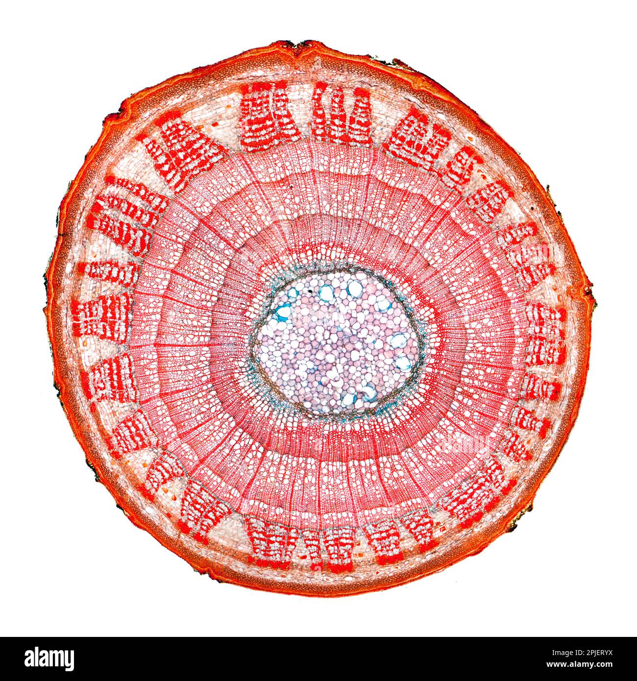 Lime tree, Tilia sp.young branch stem detail TS. brightfield ...