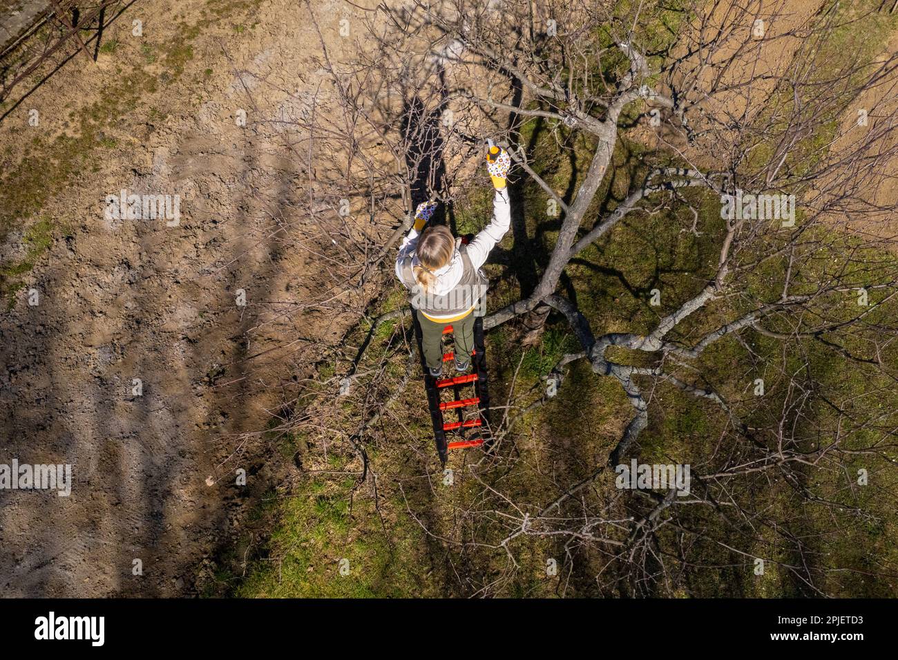 Aerial view of a woman pruning fruit trees in her garden from a ladder ...