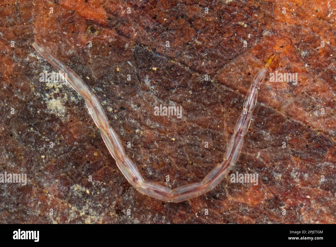 Biting midge larva (Ceratopogonidae Stock Photo - Alamy