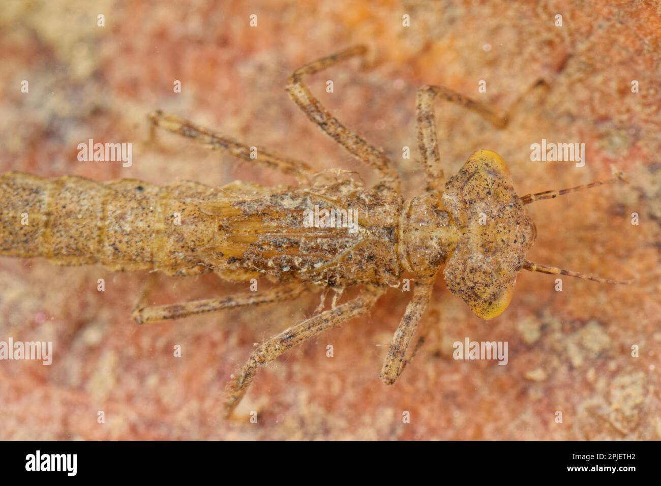 Eurasian bluet damselfly larva (Coenagrion Stock Photo - Alamy