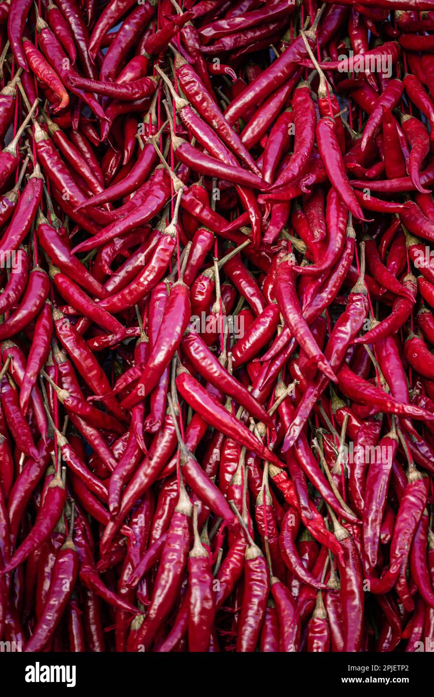 Red peppers hanged against wall of a village house in Turkey, Bilecik ...