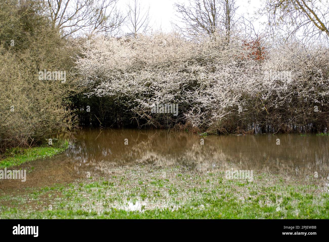 Maidenhead, Berkshire, UK. 2nd April, 2023. Parts of Ockwells Park in ...