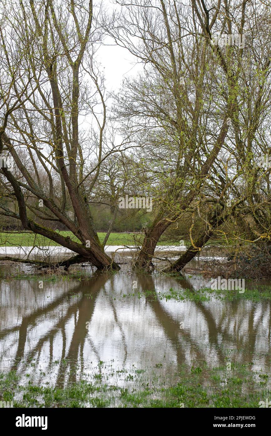 Maidenhead, Berkshire, UK. 2nd April, 2023. Parts of Ockwells Park in ...