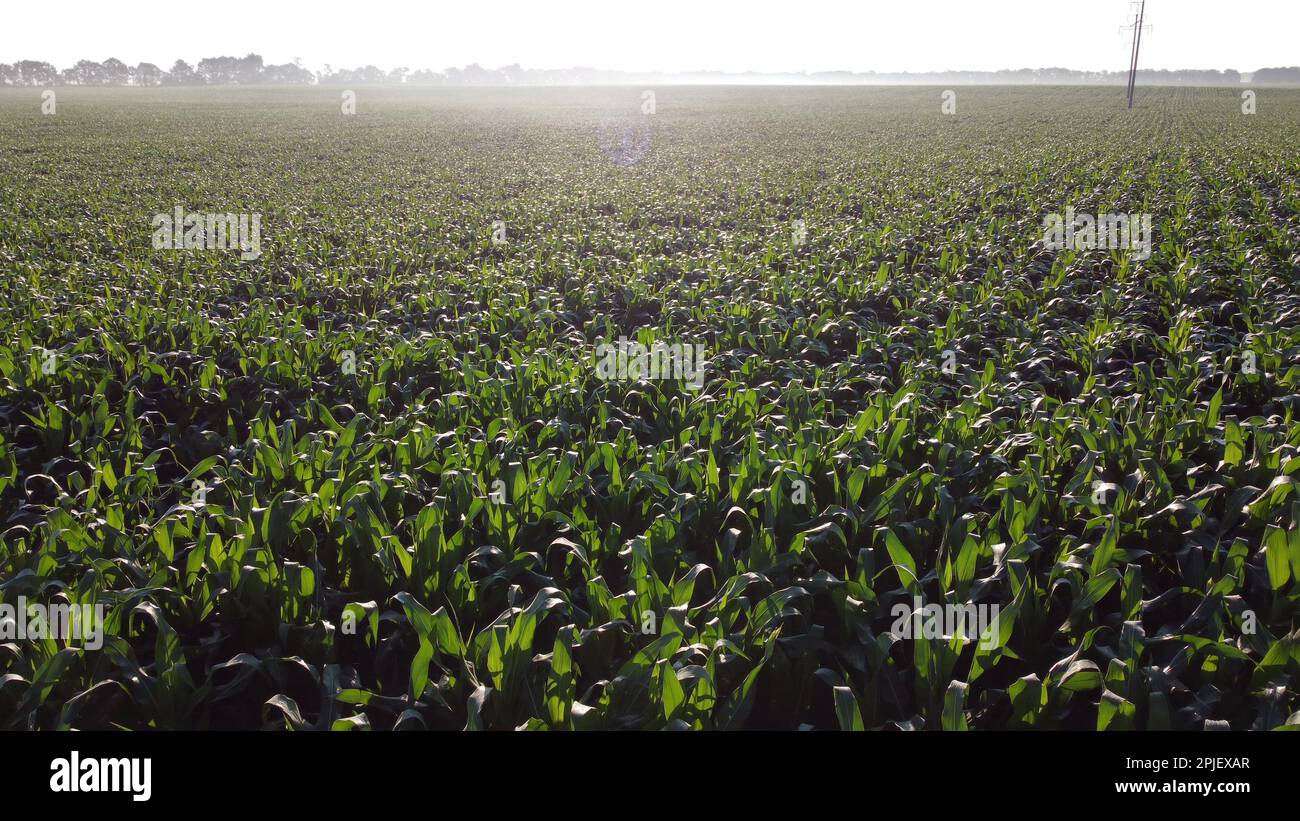 Cornfield. Field corn. Field of young corn sprouts on early summer ...