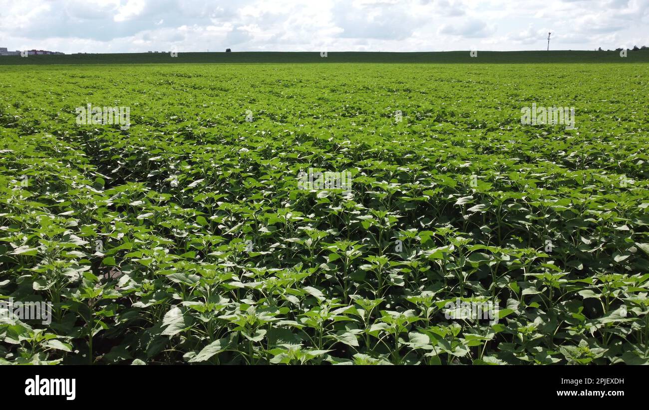 Aerial view field young sunflowers hi-res stock photography and images ...