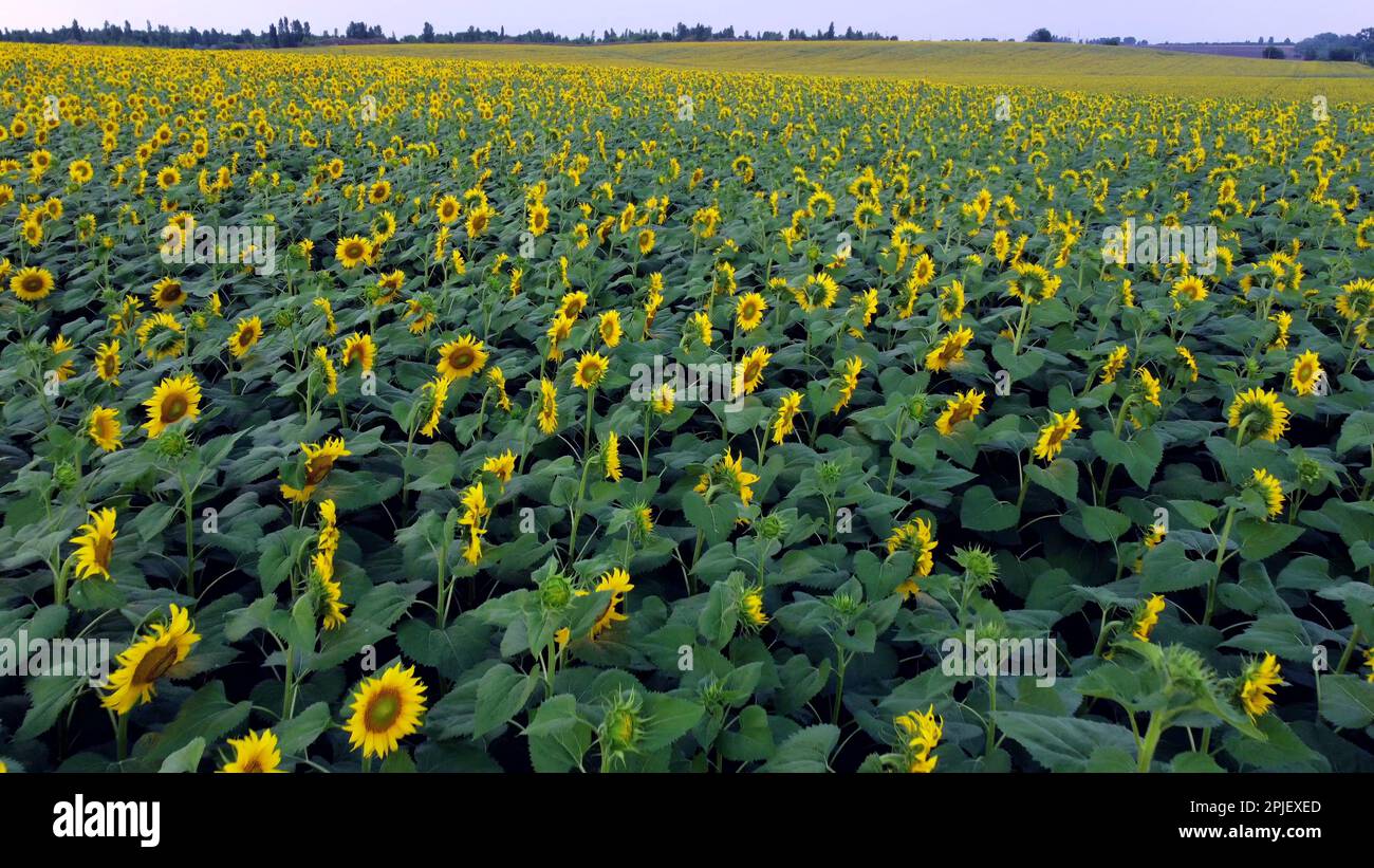 Sunflower field. Large field of blooming sunflowers. Flying over ...