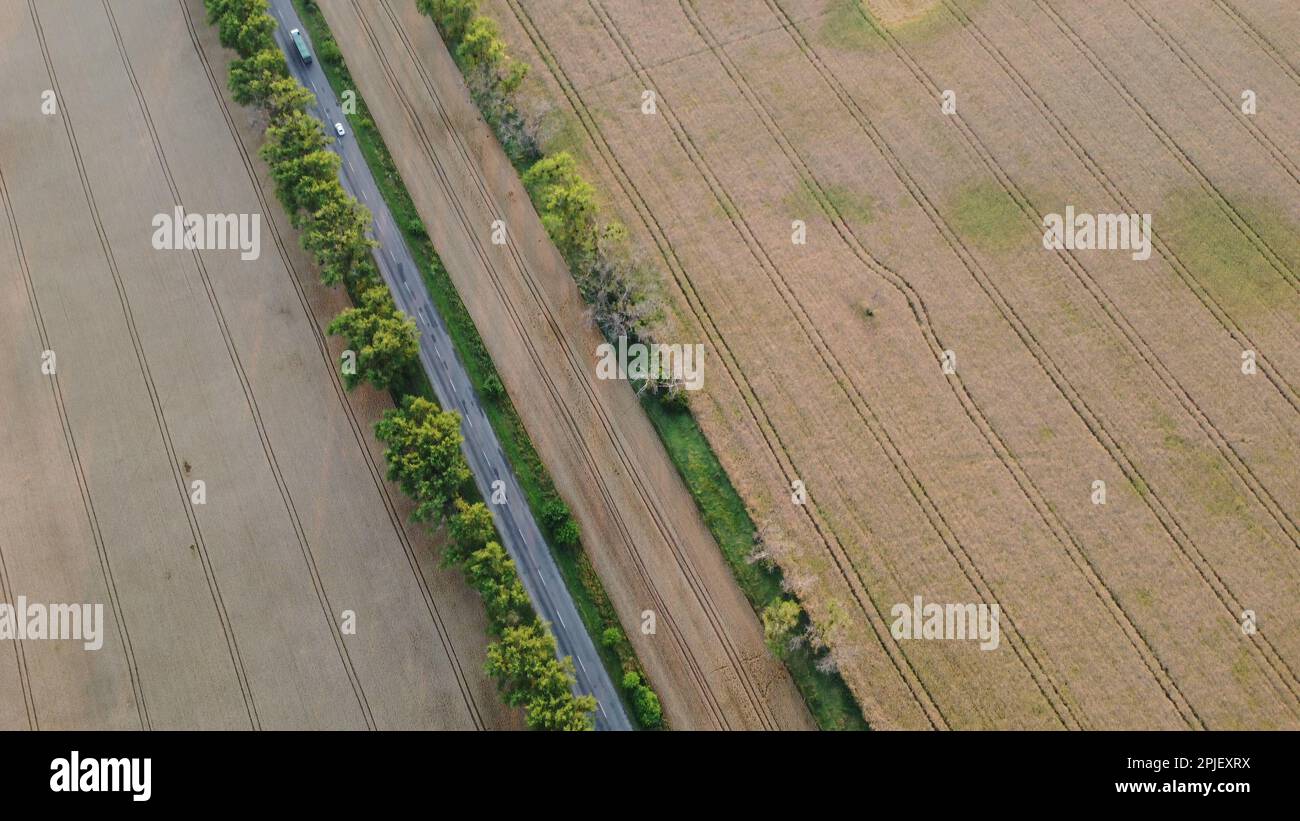 Cars driving the road with trees between large fields of yellow ripened ...