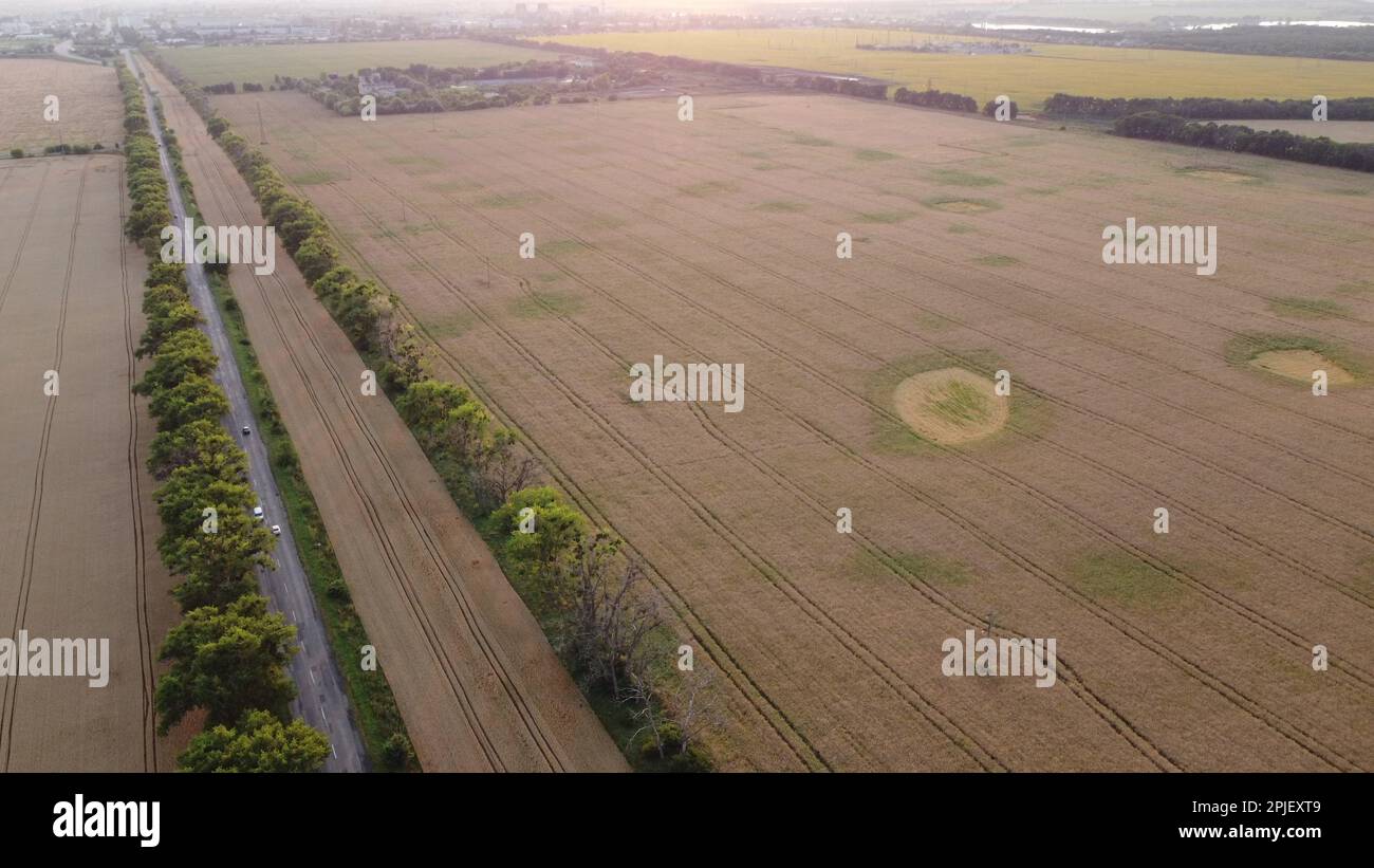 Beautiful panoramic landscape agricultural fields of ripe wheat,road ...