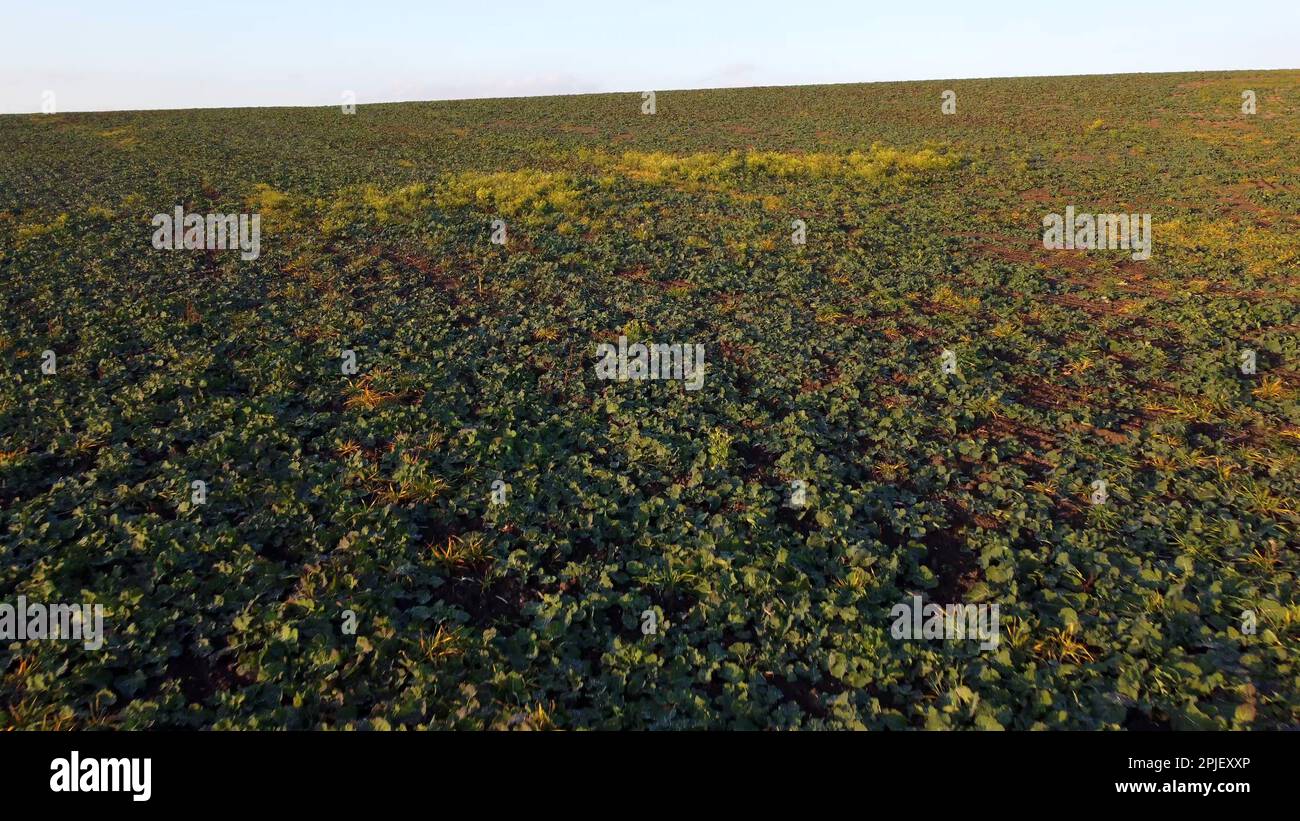 Flying over planted field sunset hi-res stock photography and images ...