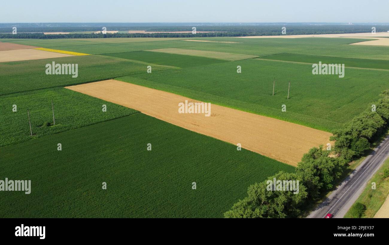 Agricultural fields. Yellow and green agricultural fields with ripe ...