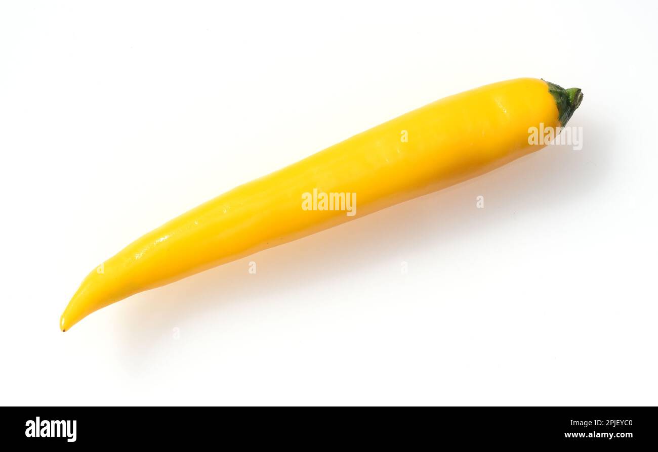 Chili Peperoni ist eine scharfe Kraeuterpflanze und wird in der Kueche ...