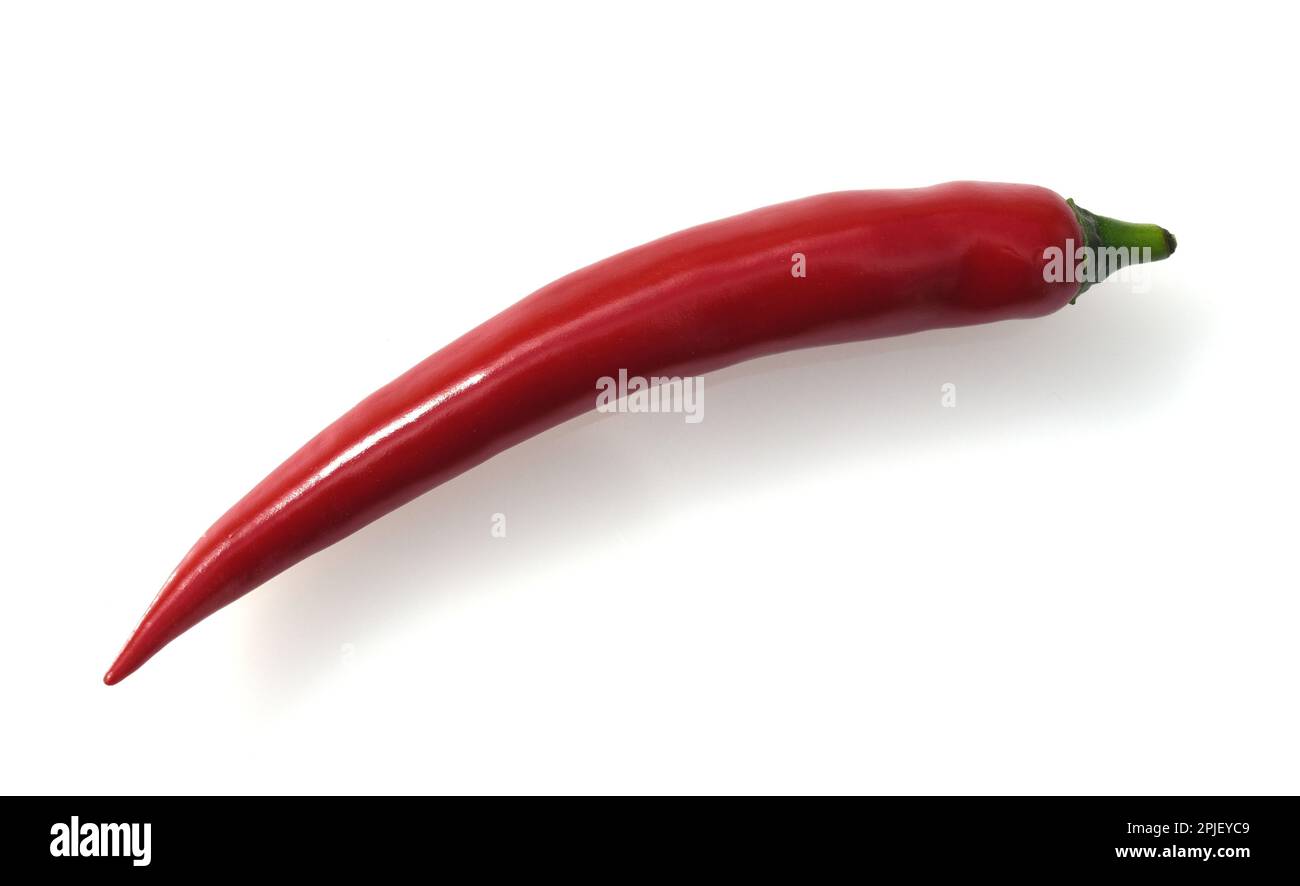 Chili Peperoni ist eine scharfe Kraeuterpflanze und wird in der Kueche ...