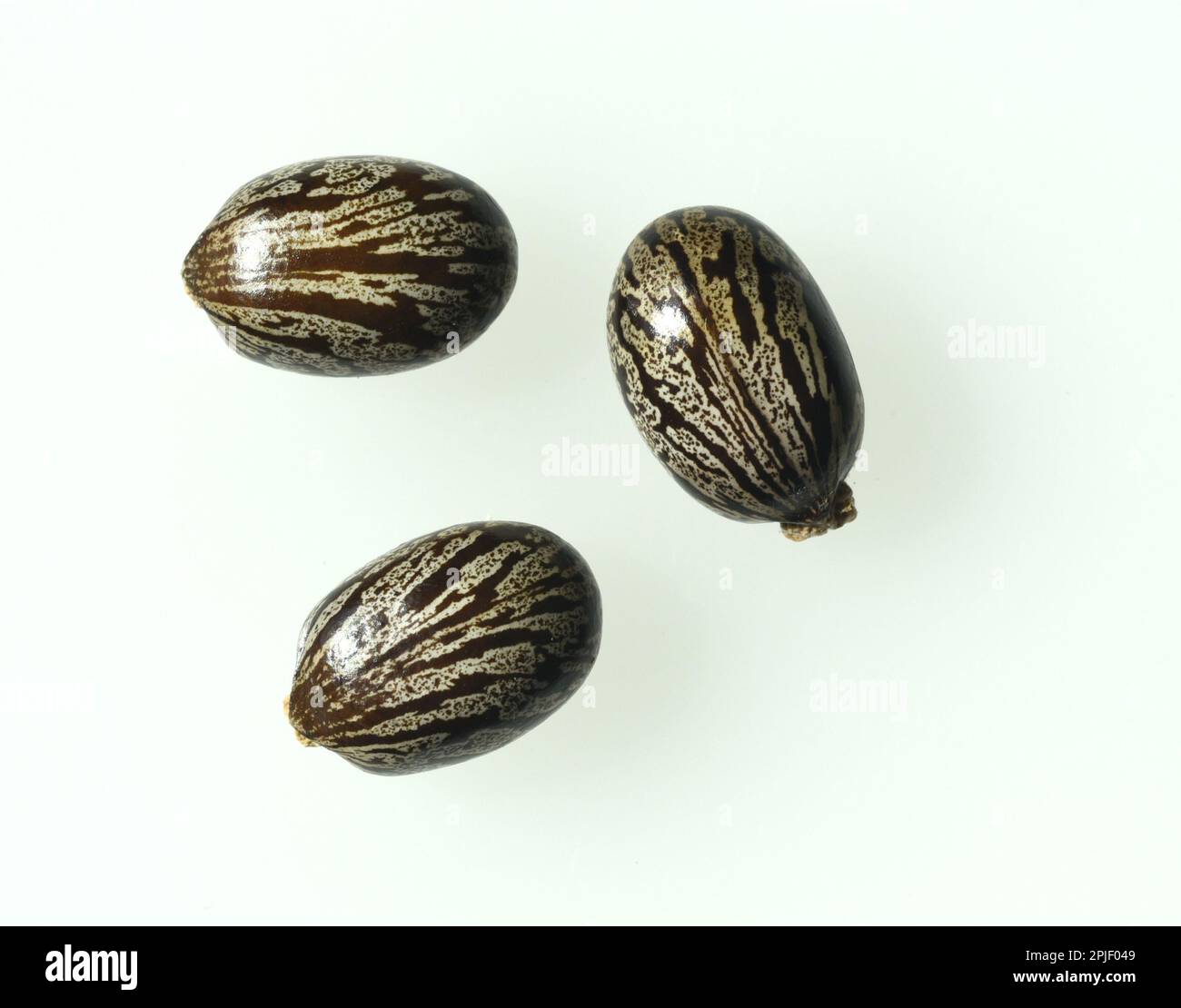 Rizinus, Ricinus Communis ist eine Gift- und Heilpflanze mit roten ...