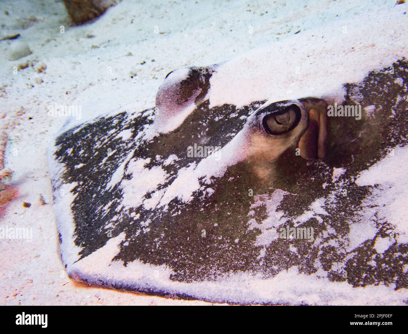 Hypanus hi-res stock photography and images - Alamy