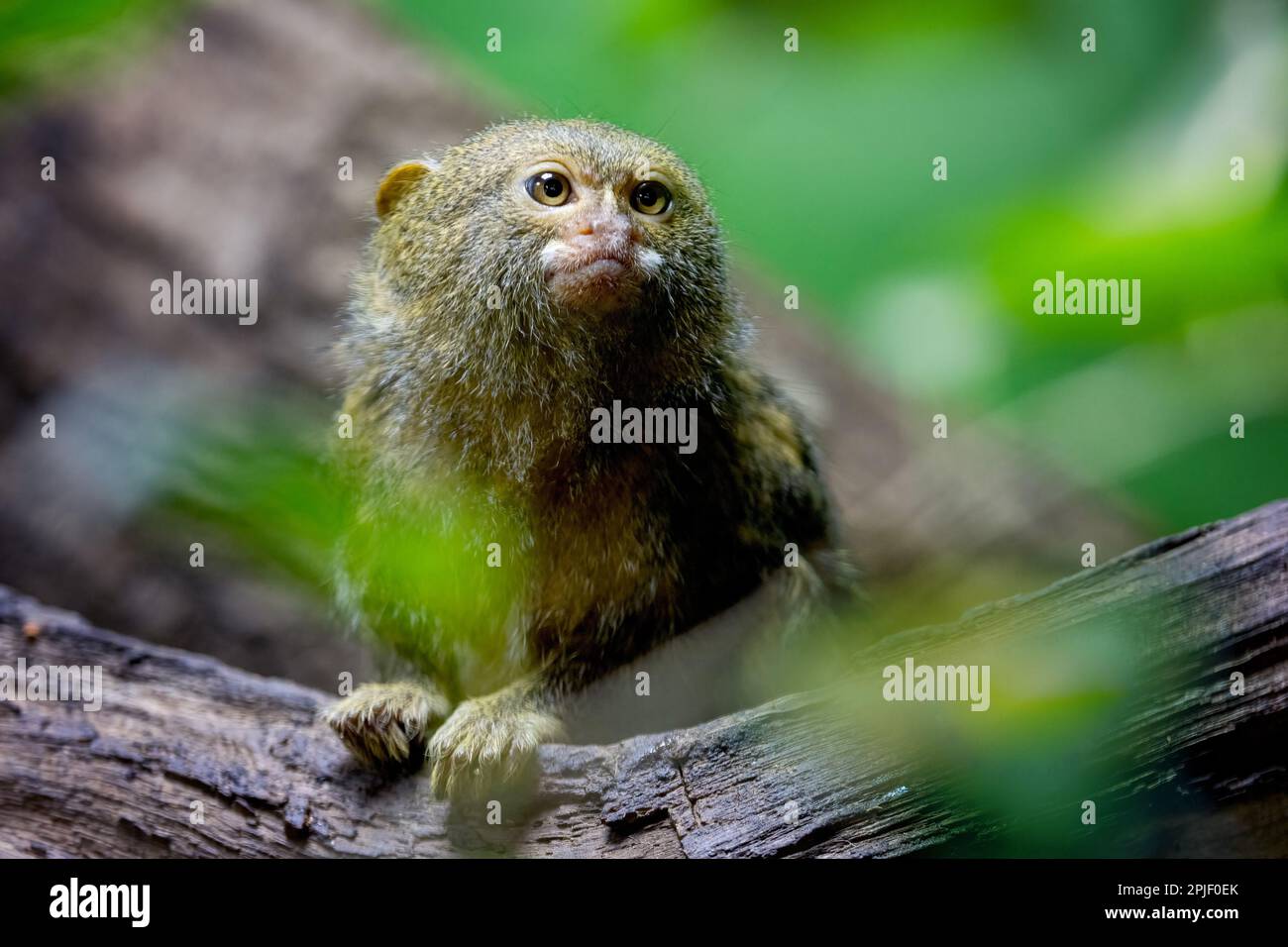 Western pygmy marmoset, Callithrix pygmaea, one of the smallest monkeys ...