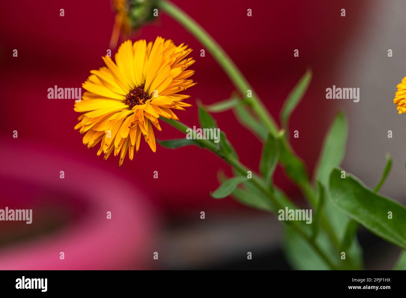 Star marigold hi-res stock photography and images - Alamy