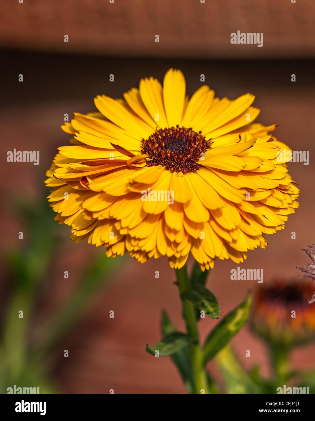 Star marigold hi-res stock photography and images - Alamy
