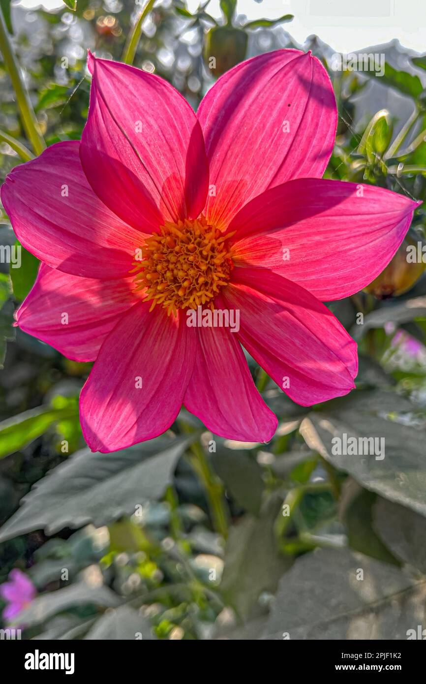 Back of a dahlia hi-res stock photography and images - Alamy