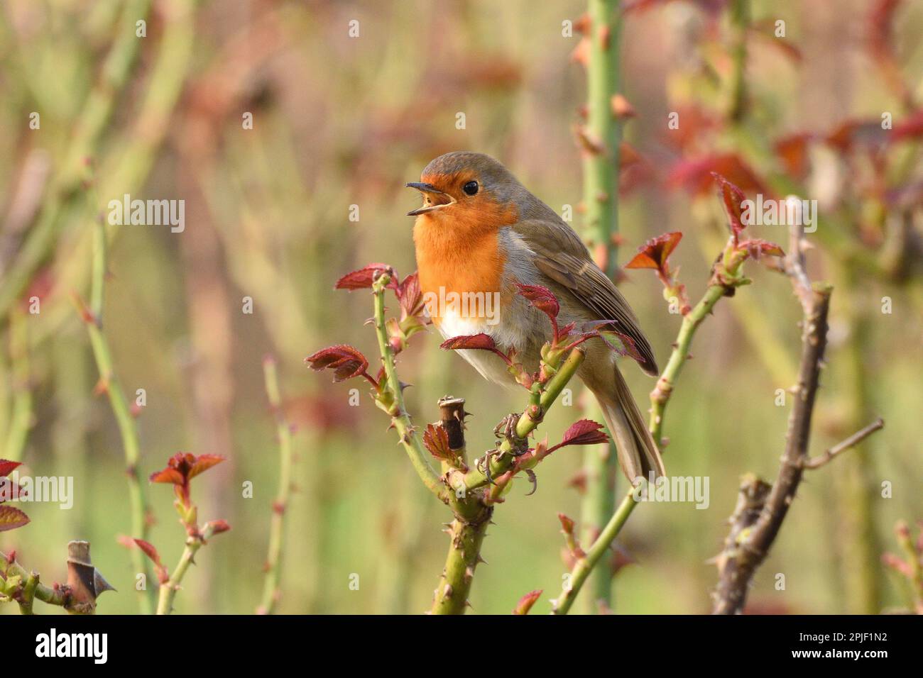 European Robin singing on a rose shrub in Regents Park, London, England ...