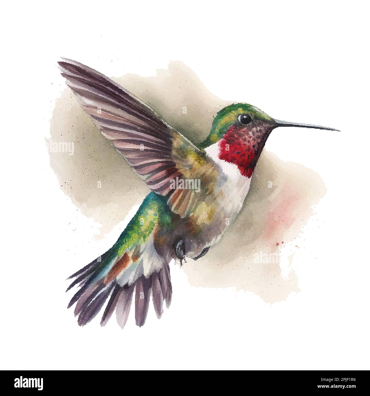 Vector watercolor sketch of a hummingbird. Vector illustration for ...