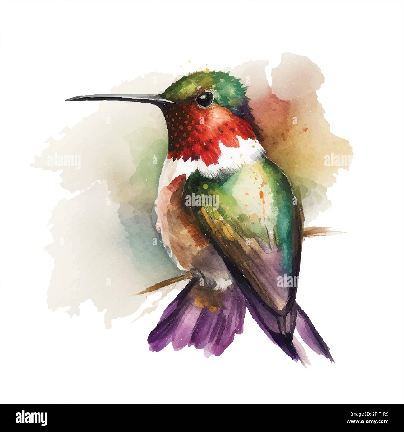 Vector watercolor sketch of a hummingbird. Vector illustration for ...