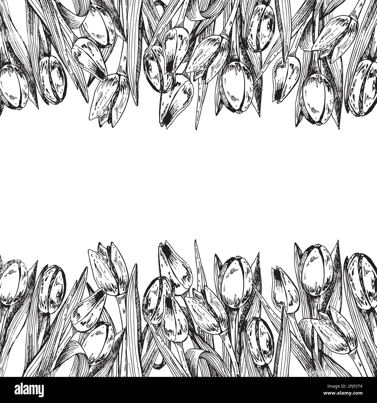 Sketch tulips border template for invitaion, design, banner, flyer ...