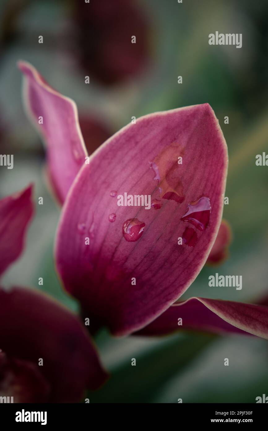 Detail of petal of a Cymbidium Australian Red orchid or Cymbidium Black ...