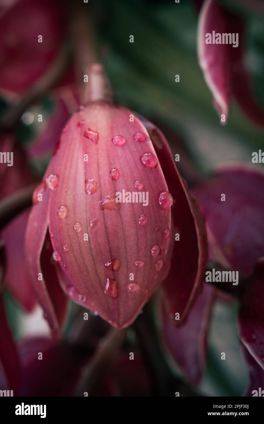 A Cymbidium Australian Red orchid or Cymbidium Black Silk after the ...