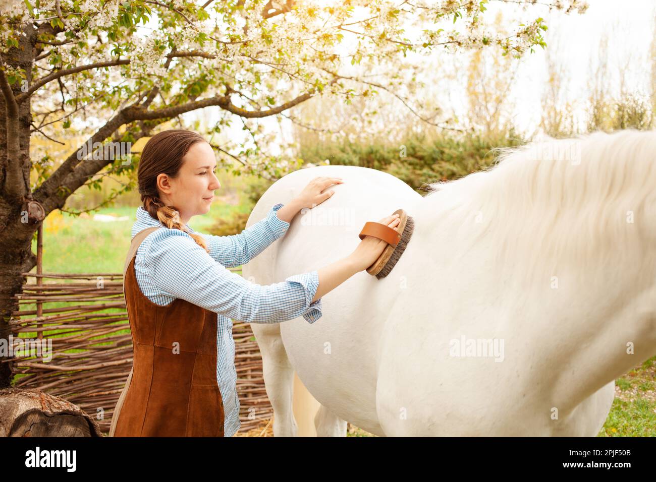 A young beautiful woman in a blue shirt cleans a white horse. Brush ...