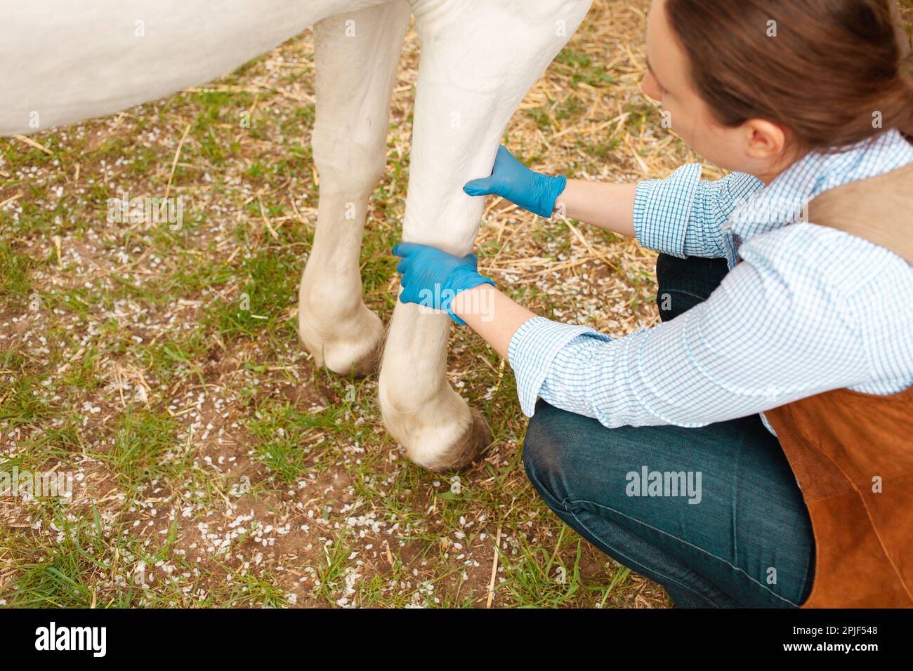 A young beautiful female vet inspects a white horse. Love, medicine ...